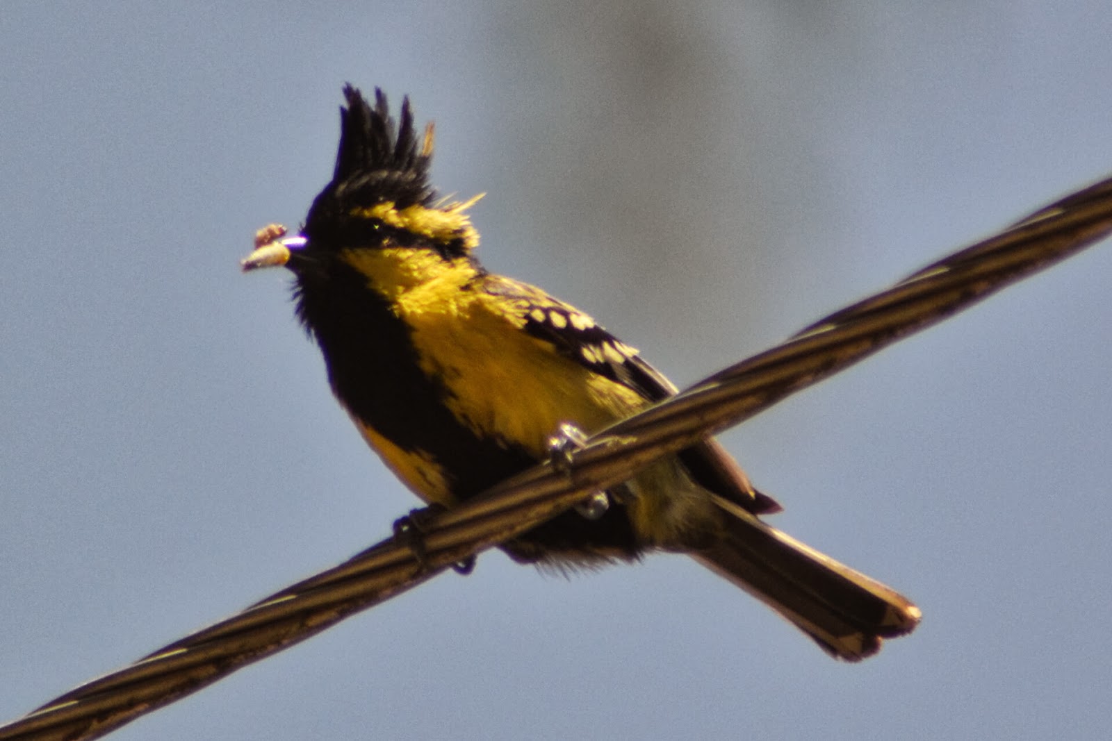 Iseebirds: The immensely excited Himalayan bird