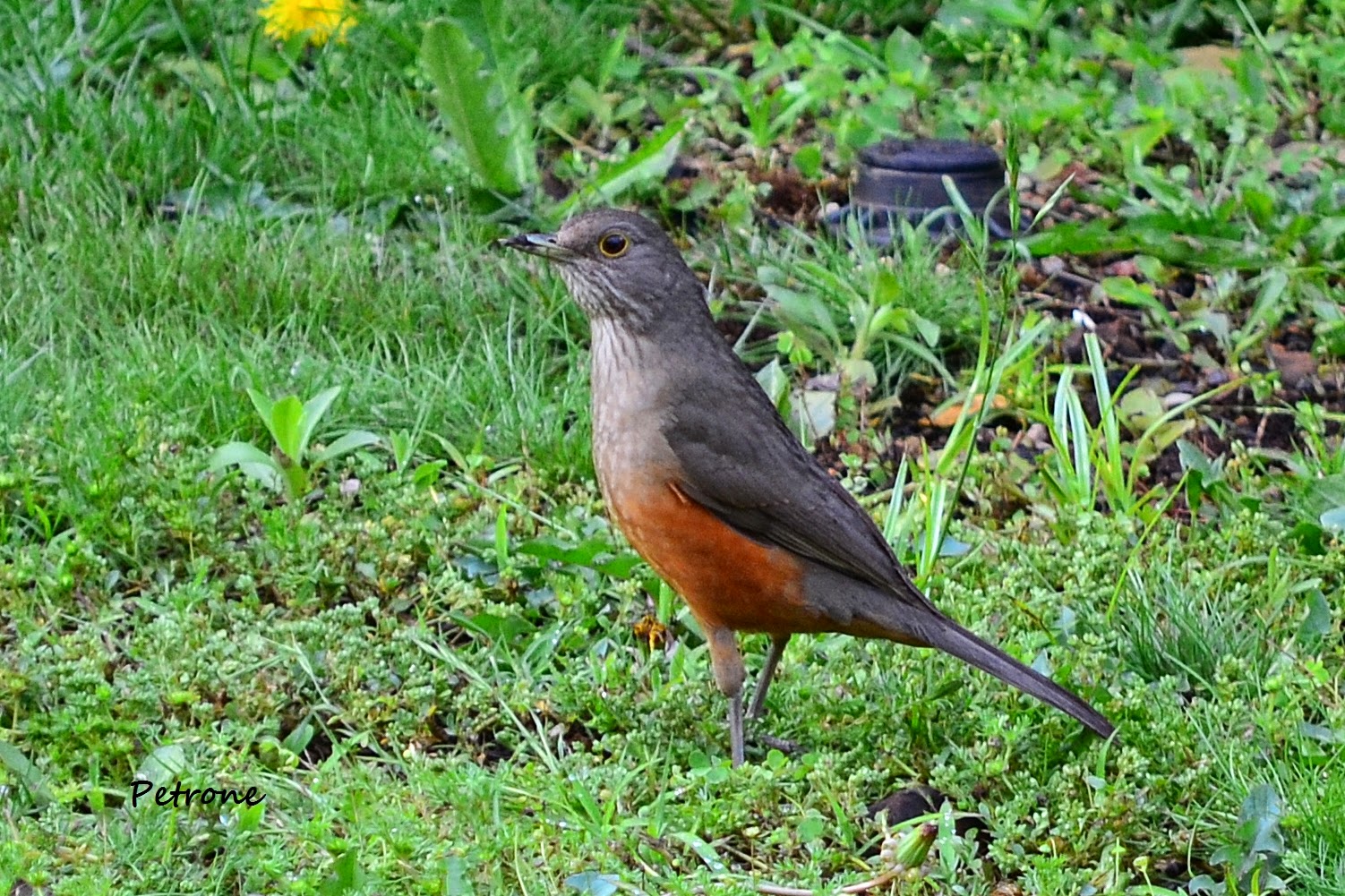 Aves de La Floresta: Zorzal