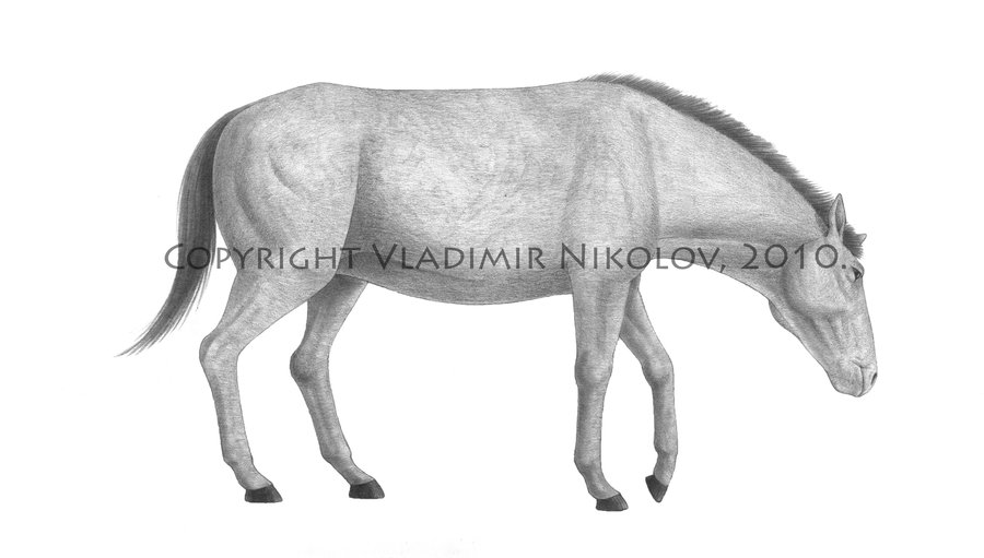 Escenarios prehistóricos: Dinohippus