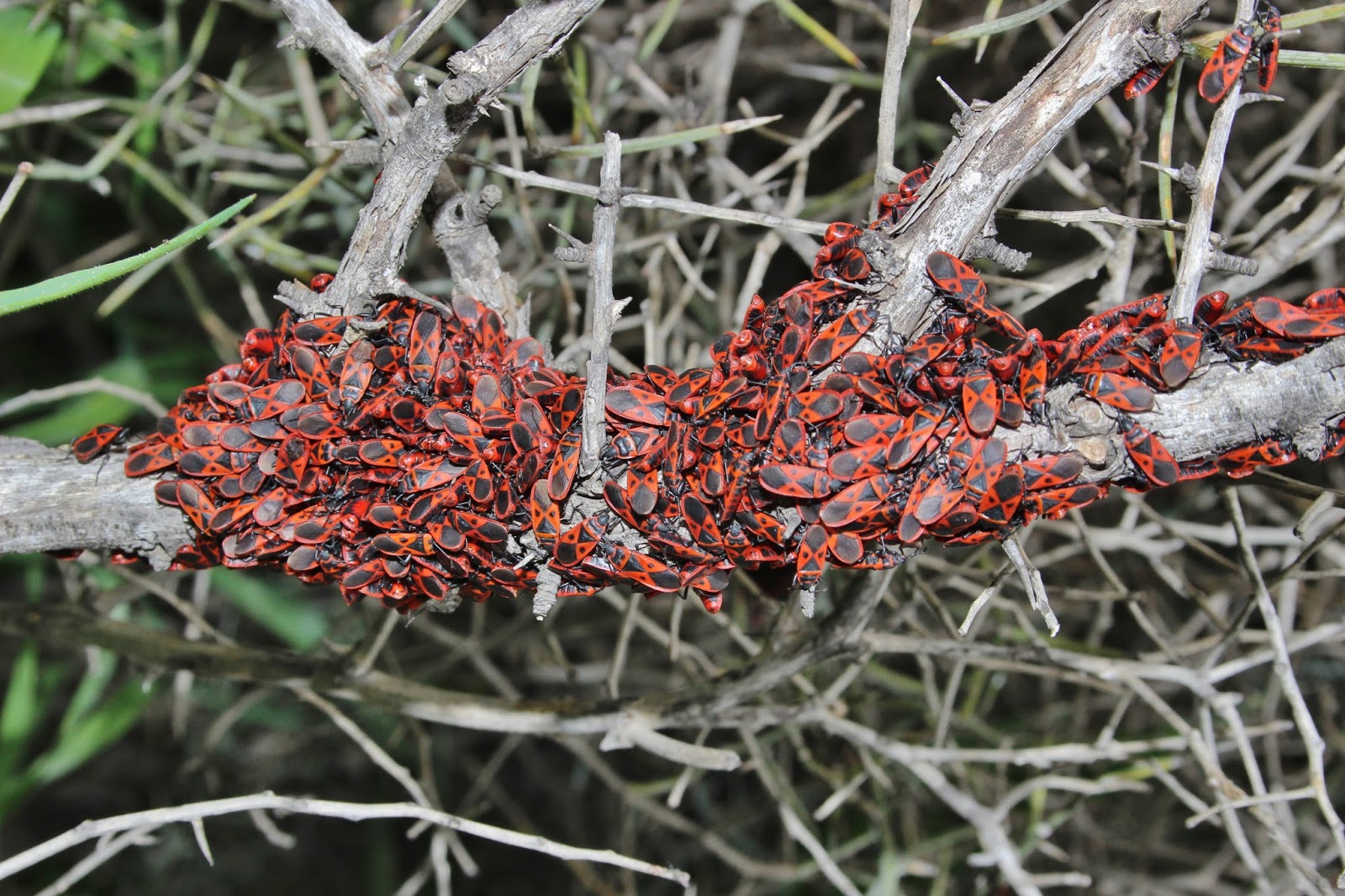 Biodiversity of Cyprus by NGO Protection of the Natural Heritage and ...