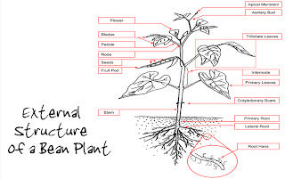 My baby plants: Bean-Structure and Function