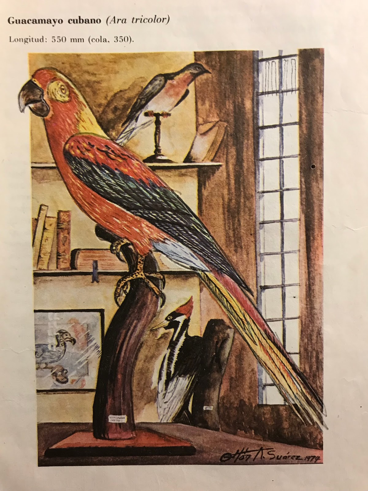 Fossil Matter: Ara tricolor: Cuba's extinct endemic macaw