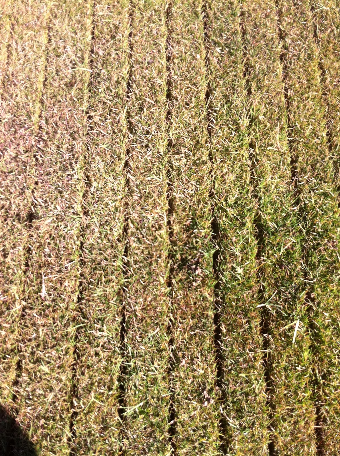 Dominion Valley Turfgrass News: It's Cultural: Verticutting Fairways