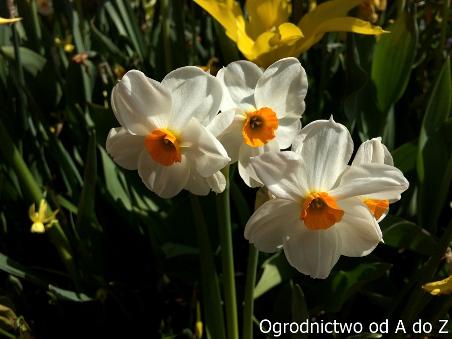 Kwiaty wiosny- narcyzy - Ogrodnictwo od A do Z