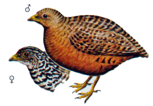 Informasi Tentang Burung Puyuh Jayawijaya | Burung Gue