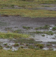 ITALY'S SECRET PLACES: SWAMP CREATURES (Latina-Pontinia)