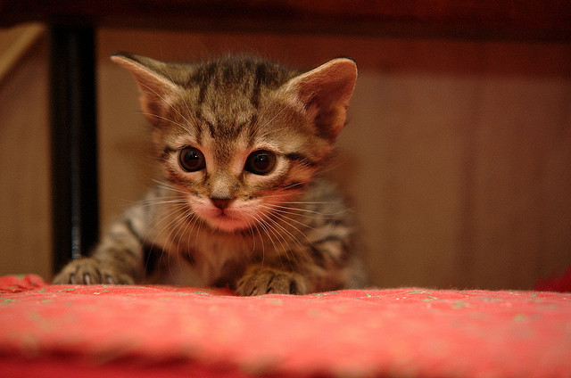 10 Amazing Photos of a Little Cute Cats . Part 2 | The Life in The World