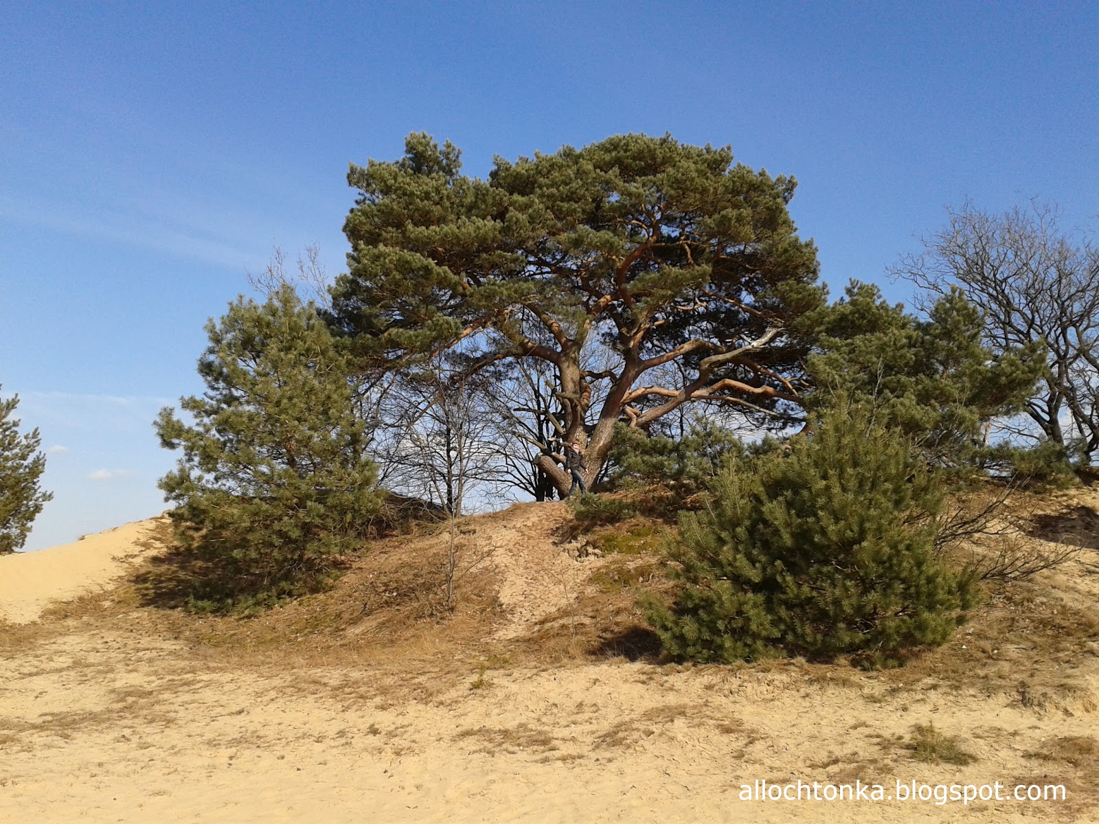 Allochtonka - życie ekspatki w Holandii: Kootwijkerzand - ruchome wydmy