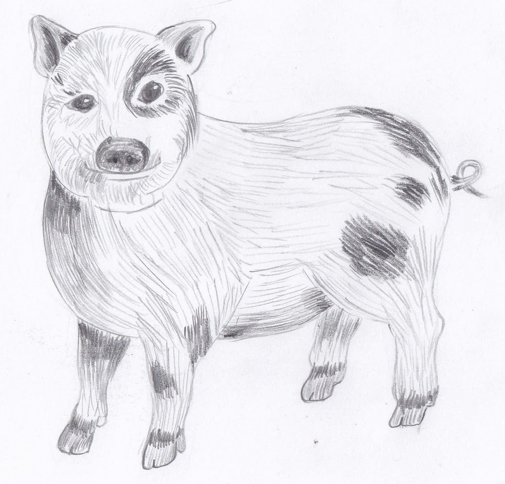 Weekly : Doodles and tuts: Drawspace lesson I09: how to draw a pig