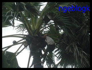 Gula sabu Makanan khas Pulau sabu NTT - Wisata Indonesia