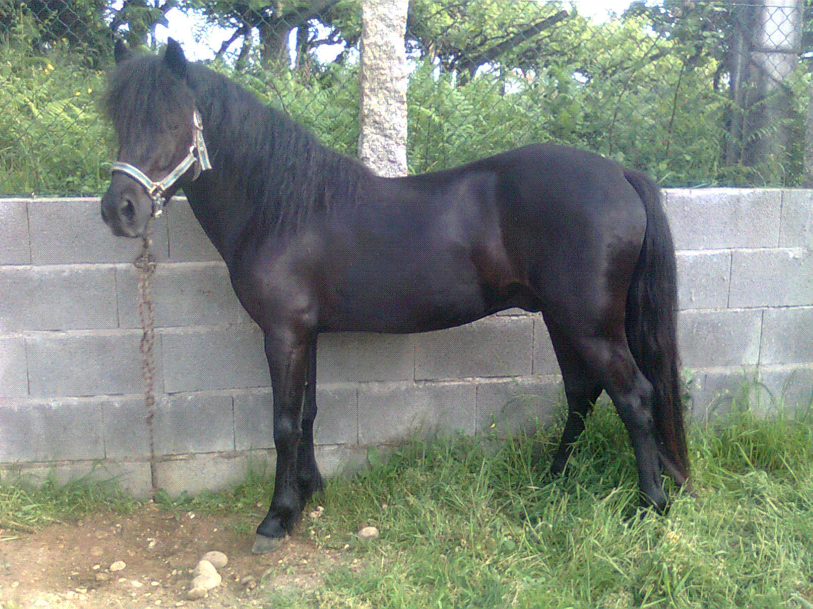 O CABALO DE PURA RAZA GALEGA / THE GALICIAN HORSE BREED / LE CHEVAL DE ...