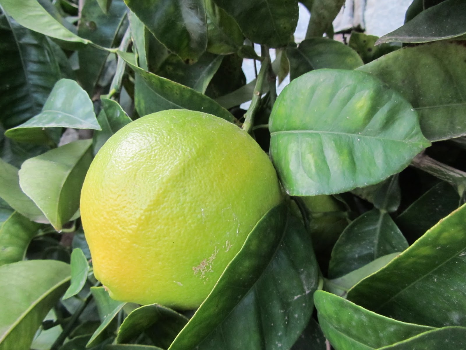 Come Coltivare il Pomelo (Citrus maxima)? Dove Può Crescere? Che frutto ...
