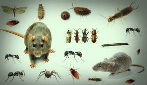 Pest control boca raton Florida,USA