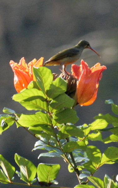 Mike is the name Birding is the game ( Birding in Malaysia - Malaysian ...