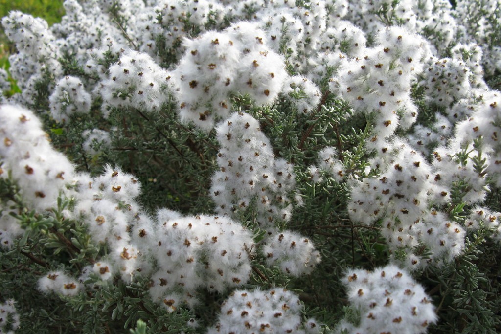 AROMATERAPIA QUÂNTICA (Aromatologia e Aromacologia) : ÓLEO ESSENCIAL DE ...