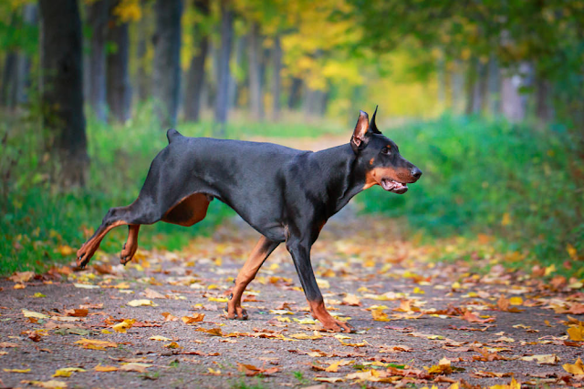 qpapp: [강아지종류]도베르만, 용맹하고 용감한 또다른 군견! [Type dog]Doberman, brave and ...