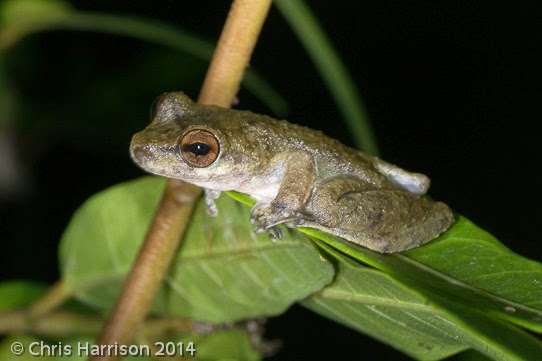 Frog Blog: Common Mist FrogRanoidea rheocola