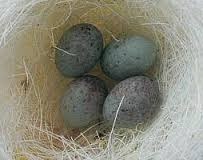 Cara Menetasnya Telur Burung Kenari Dan Penyebab Kematian Embrio ...