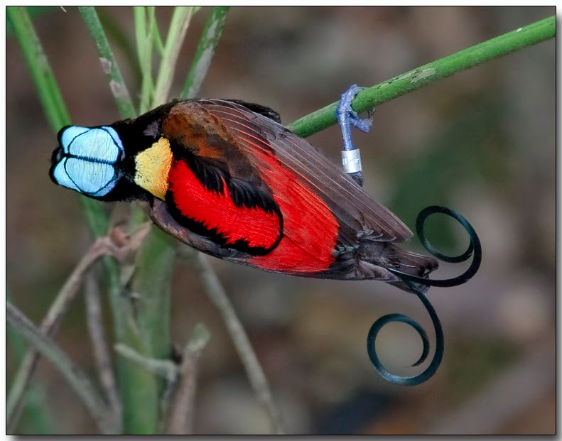 Life and Entertainment: Spectacular Bird of Paradise....