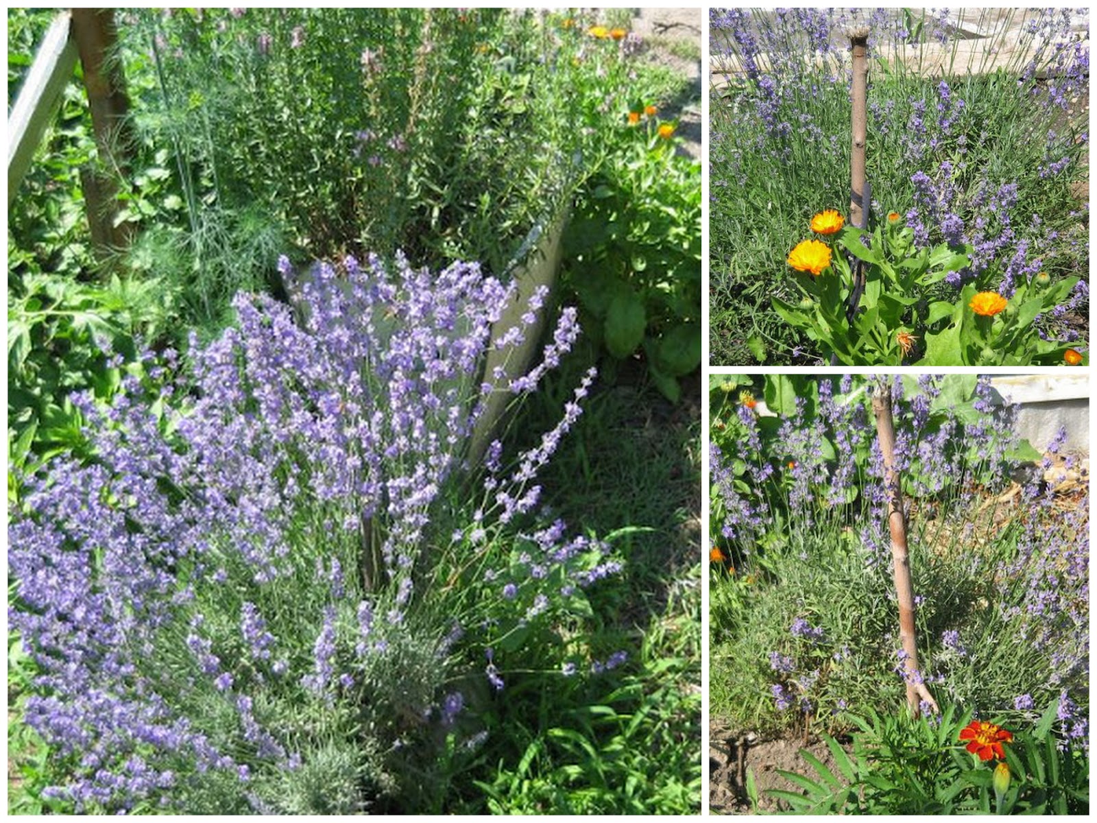 Din gradina,: Flori sanitar din gradina de legume