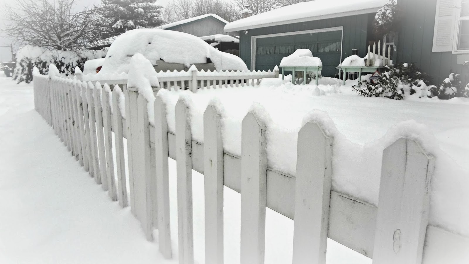 For the love of white: Imperfect Angel, Gage, and Snow!