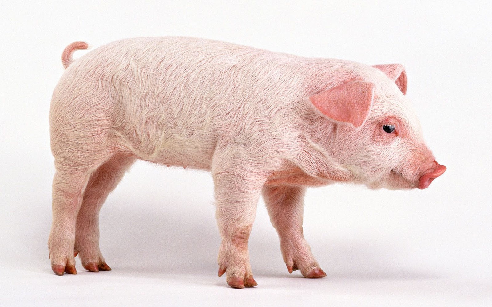 Varkens Achtergronden