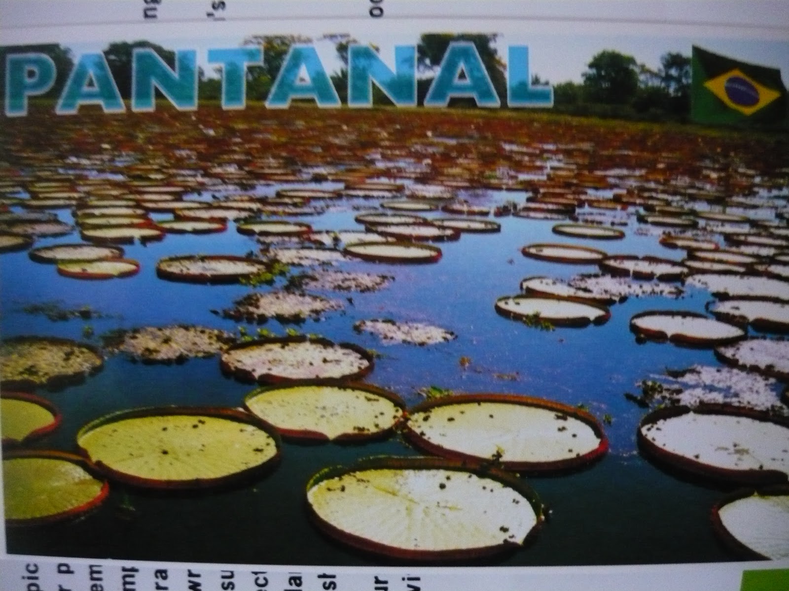 UNESCO sites around the world: BRAZIL: Pantanal Conservation Area