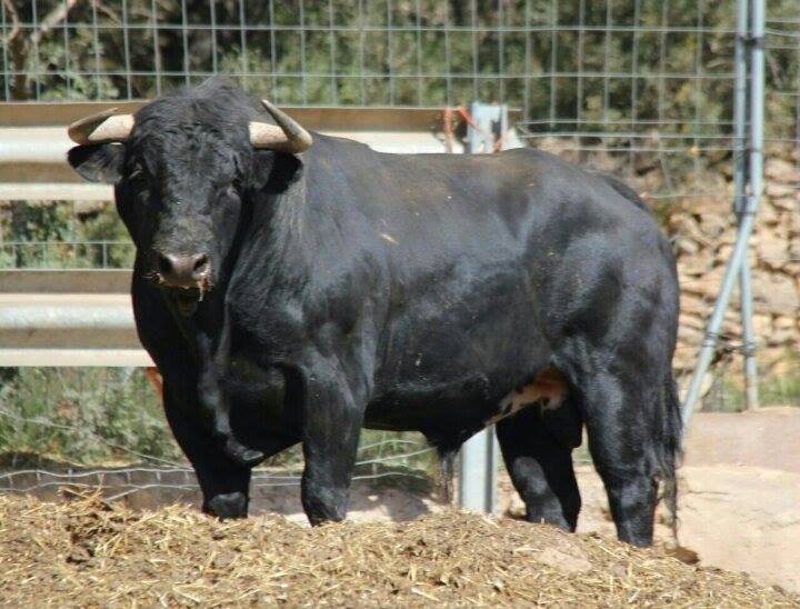 Tus Festejos Taurinos.: Toro de Pascual Alcala para la Peña Taurina ...