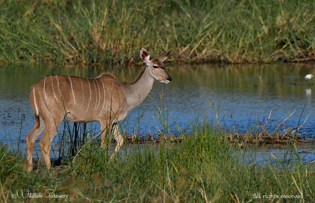 WILDLIFE GATEWAY: Grand koudou, juvéniles - 01