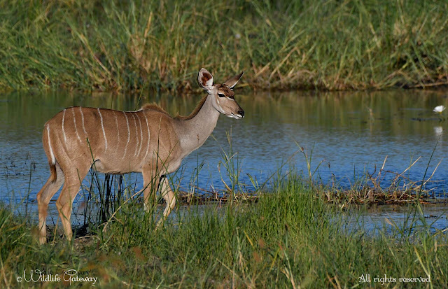 WILDLIFE GATEWAY: Grand koudou, juvéniles - 01