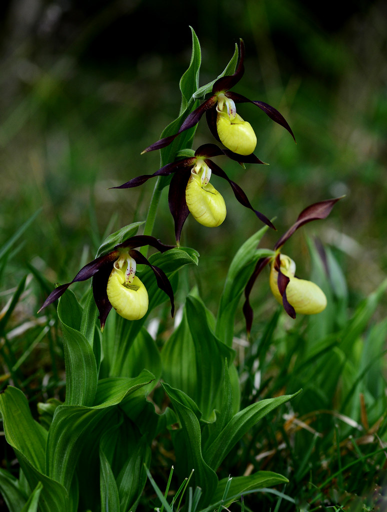 Cypripedium calceolus orchid care and culture | Travaldo's blog