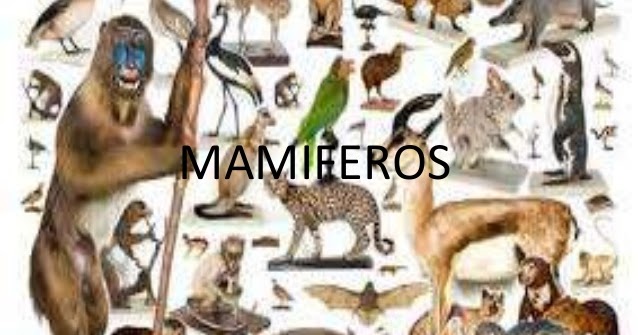 clases de animales: clases de animales