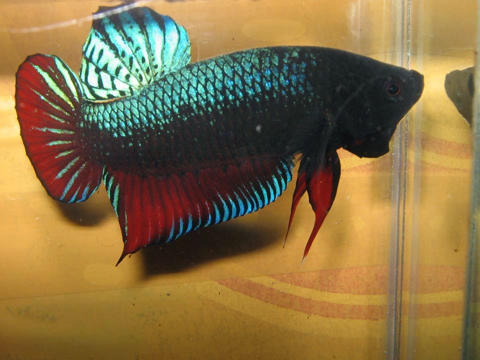 macam dan jenis ikan cupang secara umum: MACAM DAN JENIS CUPANG ...JOE33