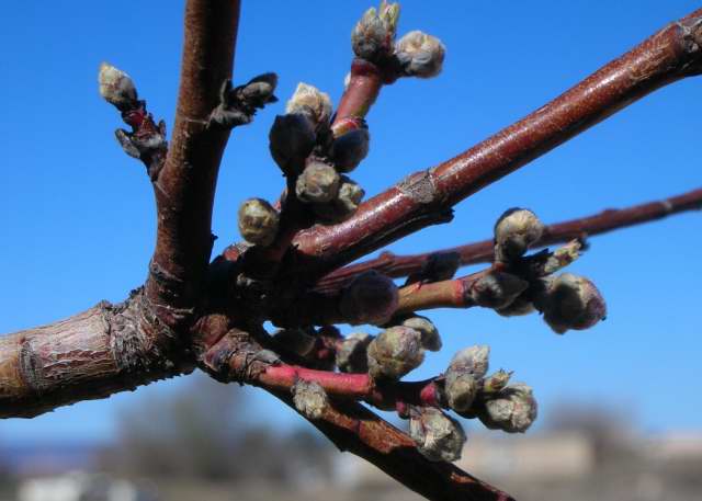 Nature Abhors a Garden: Fruit Tree Buds