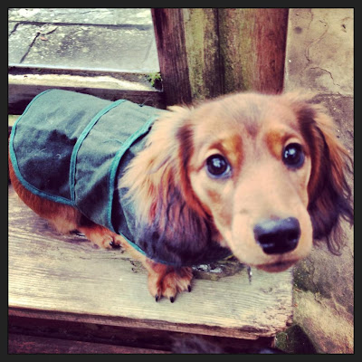 The Long and Short of it All: A Dachshund Dog News Magazine: January 2013