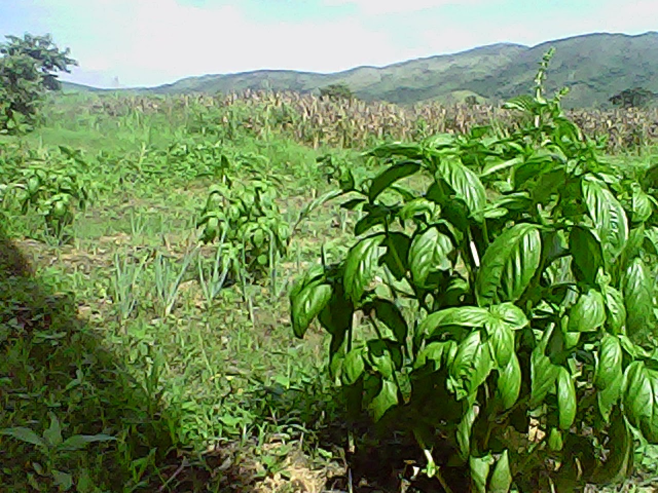 El Abyayalano: AUTONOMÍA Y SOBERANÍA V: EL CONUCO