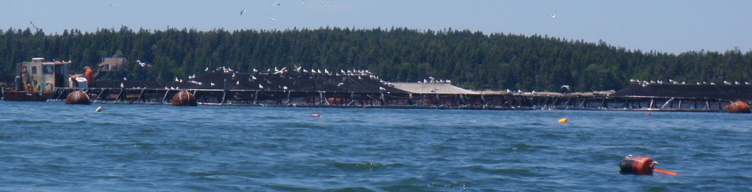 PenobscotPaddles: Beals Island Maine