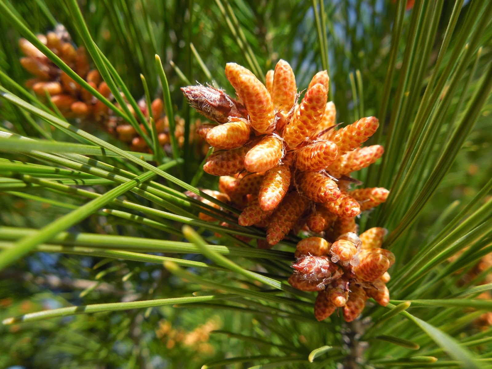 Conos masculinos de PINO - BOTÀNIC SERRAT