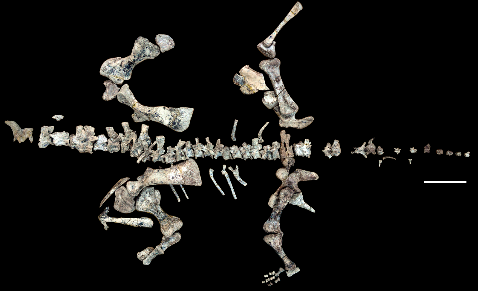 Species New to Science: [Paleontology • 2017] Shringasaurus indicus • A ...