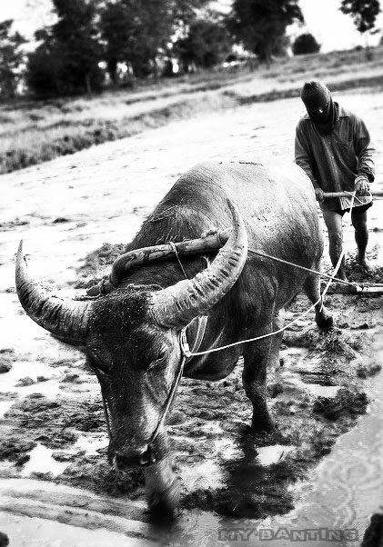 Sejarah Banting Selangor | MyBanting