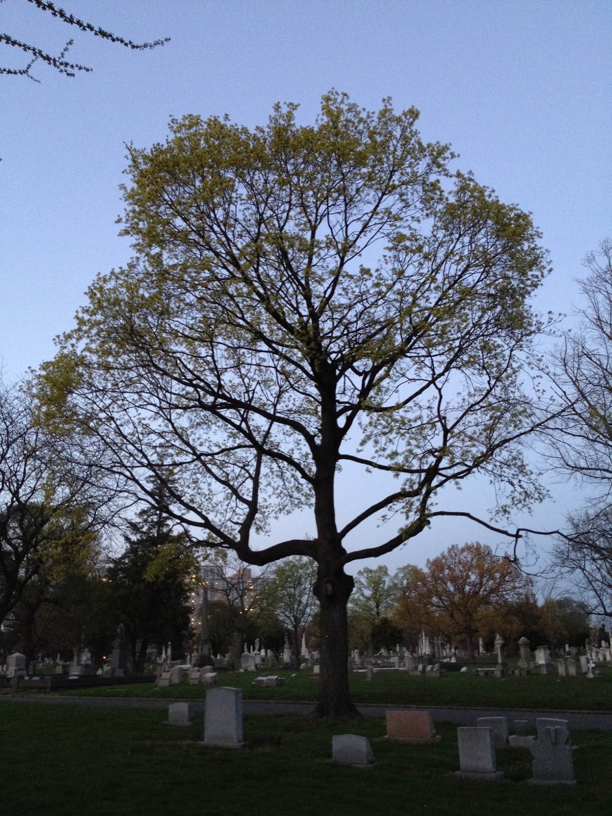 PHILLY TREES: SOUTH PHILLY TUNDRA, WEST PHILLY WOODLANDS
