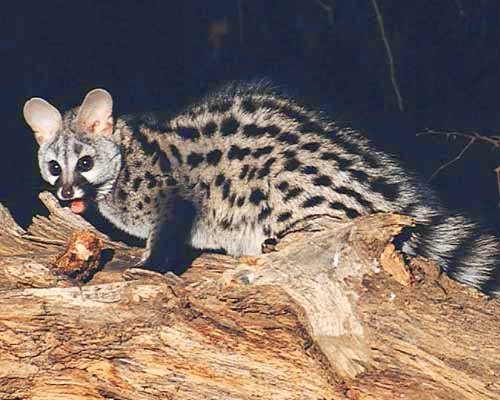 Small Spotted Genet Animals | Interesting Facts & Latest Pictures | The ...