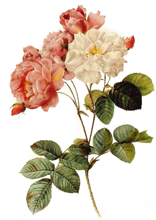 Aceite Esencial de Rosa ~ PRODUCTOS NATURALES ILUMINA