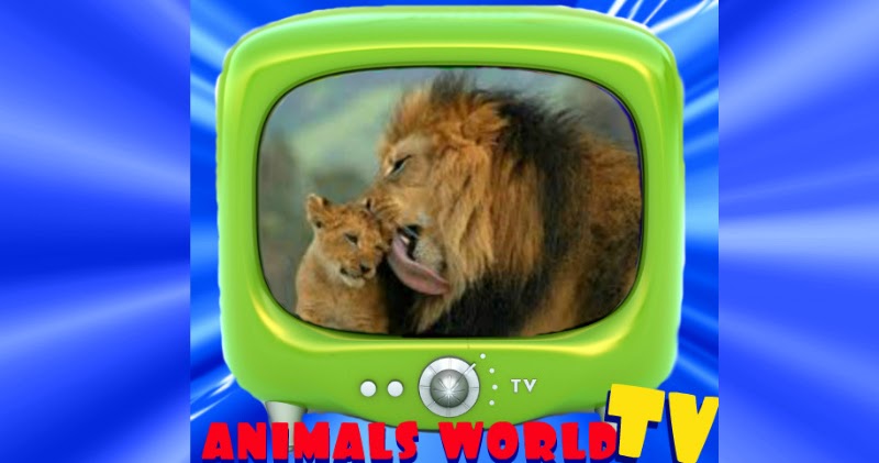 ANIMAL WORLD: animal-tv