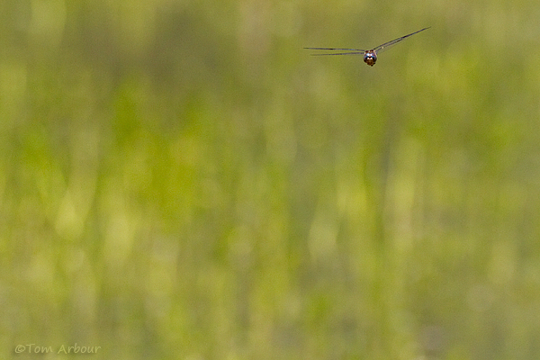 The Ohio Nature Blog: Prince Baskettail, Olentangy River