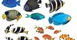 Glossary of Fish Names / English to Tamil / Fish Names in Tamil