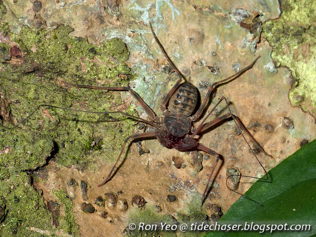 tHE tiDE cHAsER: Spiders, Scorpions & Other Arachnids (Phylum ...