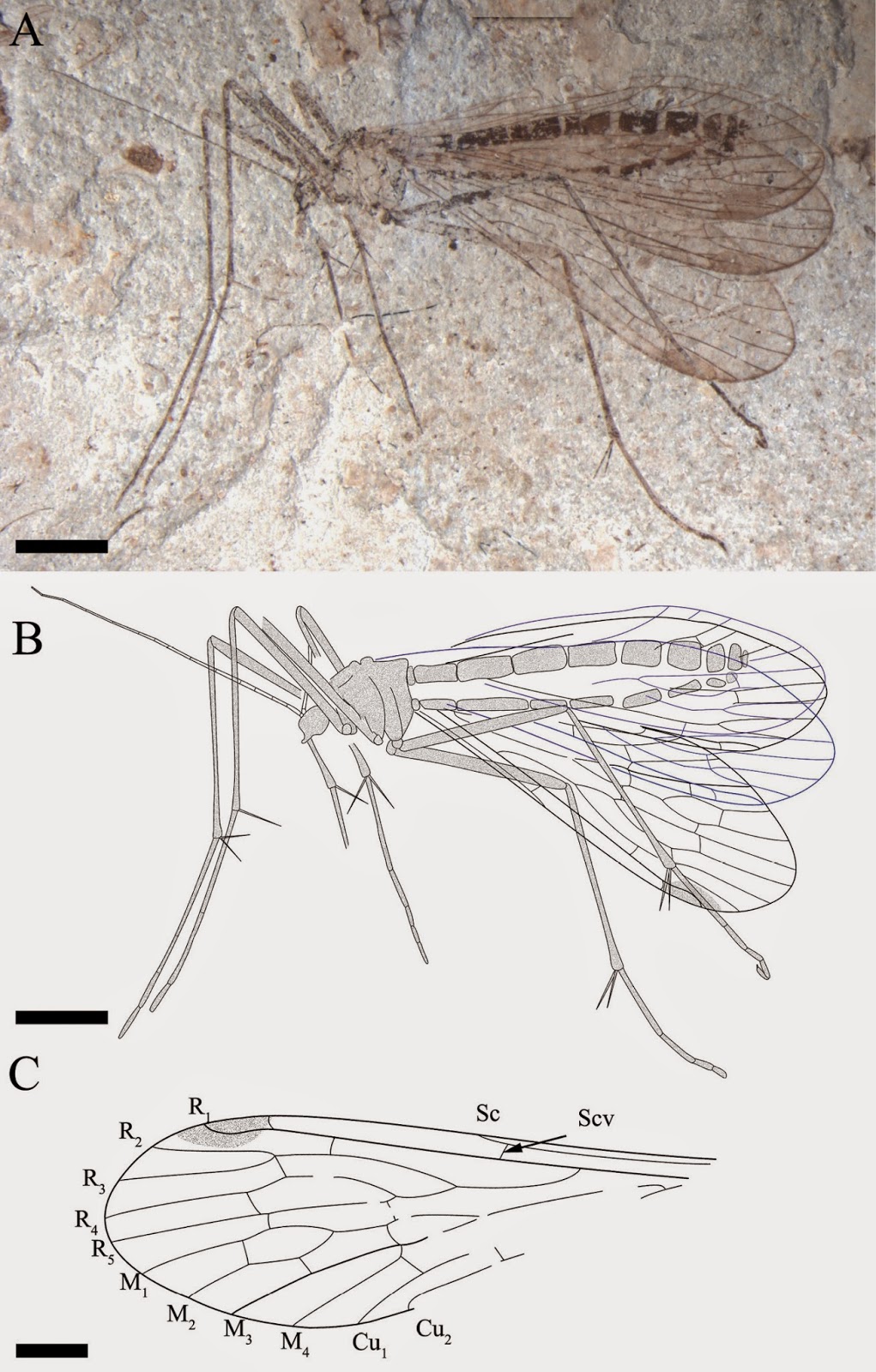 EntomoBloG: Cuatro nuevas especies de mecópteros del Jurásico Medio
