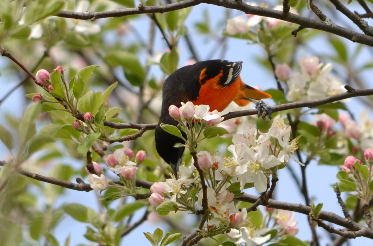 Woods Walks and Wildlife: Mid-May Birds, Bugs, and Flowers