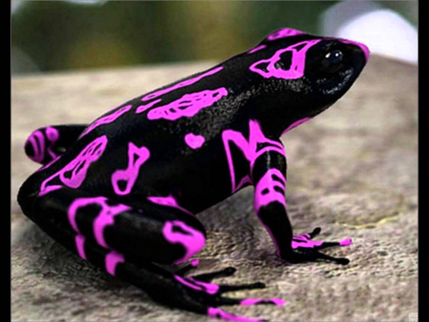 ANIMALES EN EXTINCIÓN: RANA ALEQUÍN DE COSTA RICA